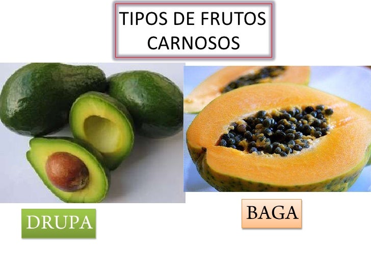 Frutos Carnosos