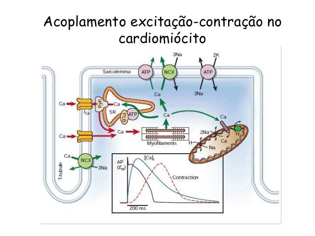 Aula s istema cardiovascular