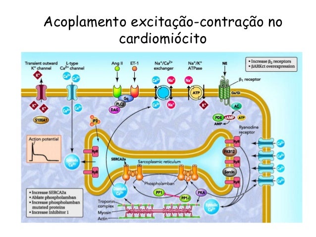 Aula s istema cardiovascular