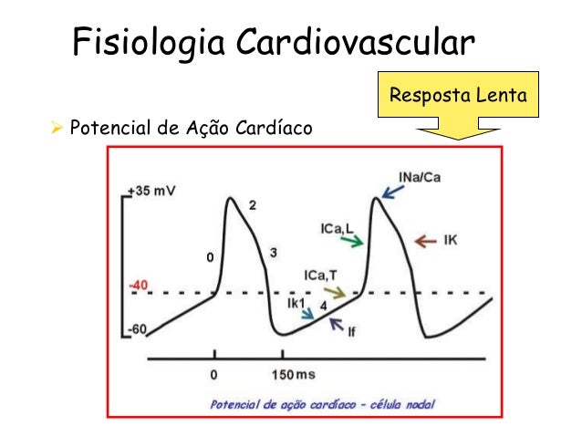 Aula s istema cardiovascular
