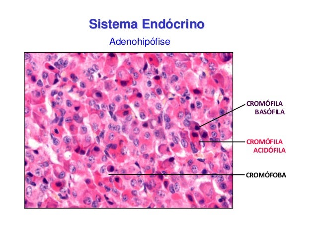 Aula sistema endocrino