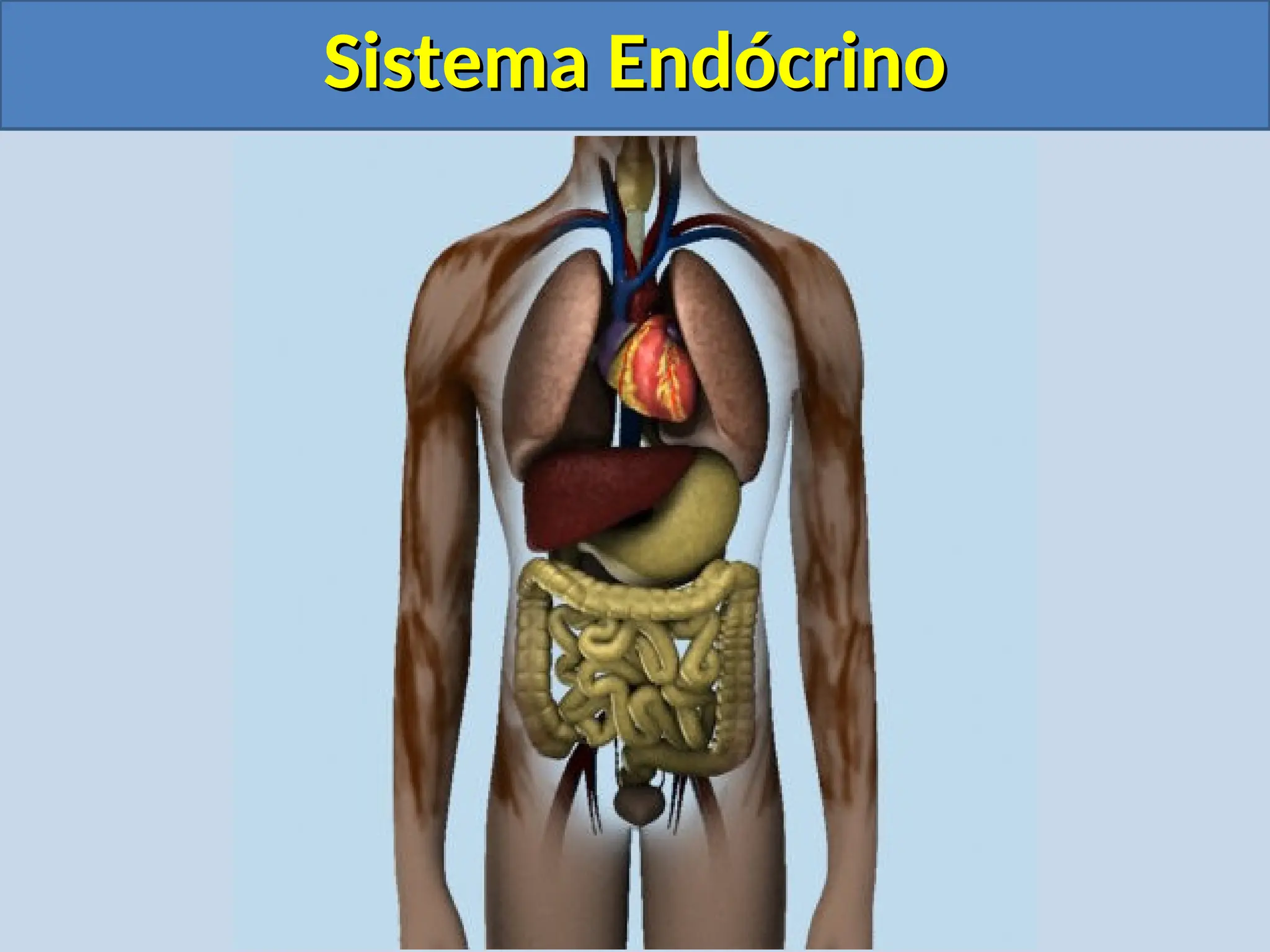 Aula Sistema Endocrino para alunos da area da saude | PPT