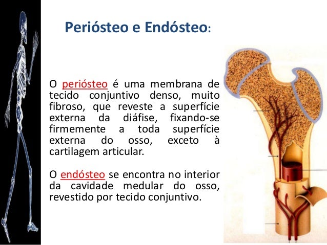 segunda aula de anatomia