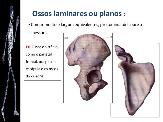 segunda aula de anatomia