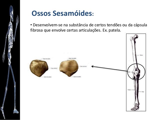 segunda aula de anatomia