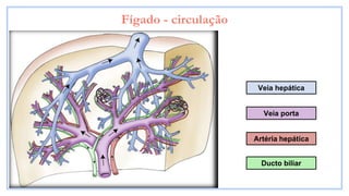 aula sistema hepatico - bilirrubina 22.pptx