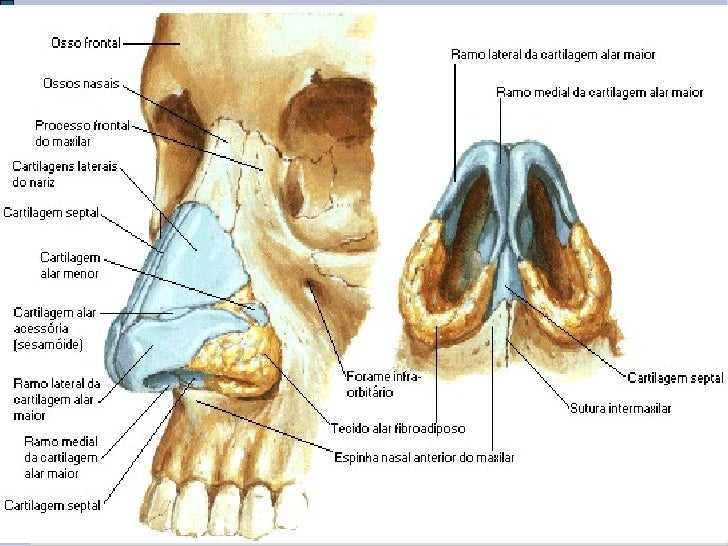 Aula sistema respiratório
