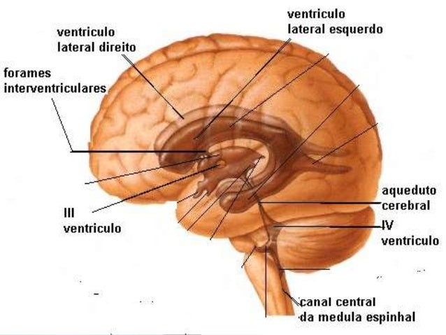 Anatomia do Sistema Nervoso