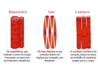 Aula sobre Histologia - os tecidos que compõem o corpo humano.ppt