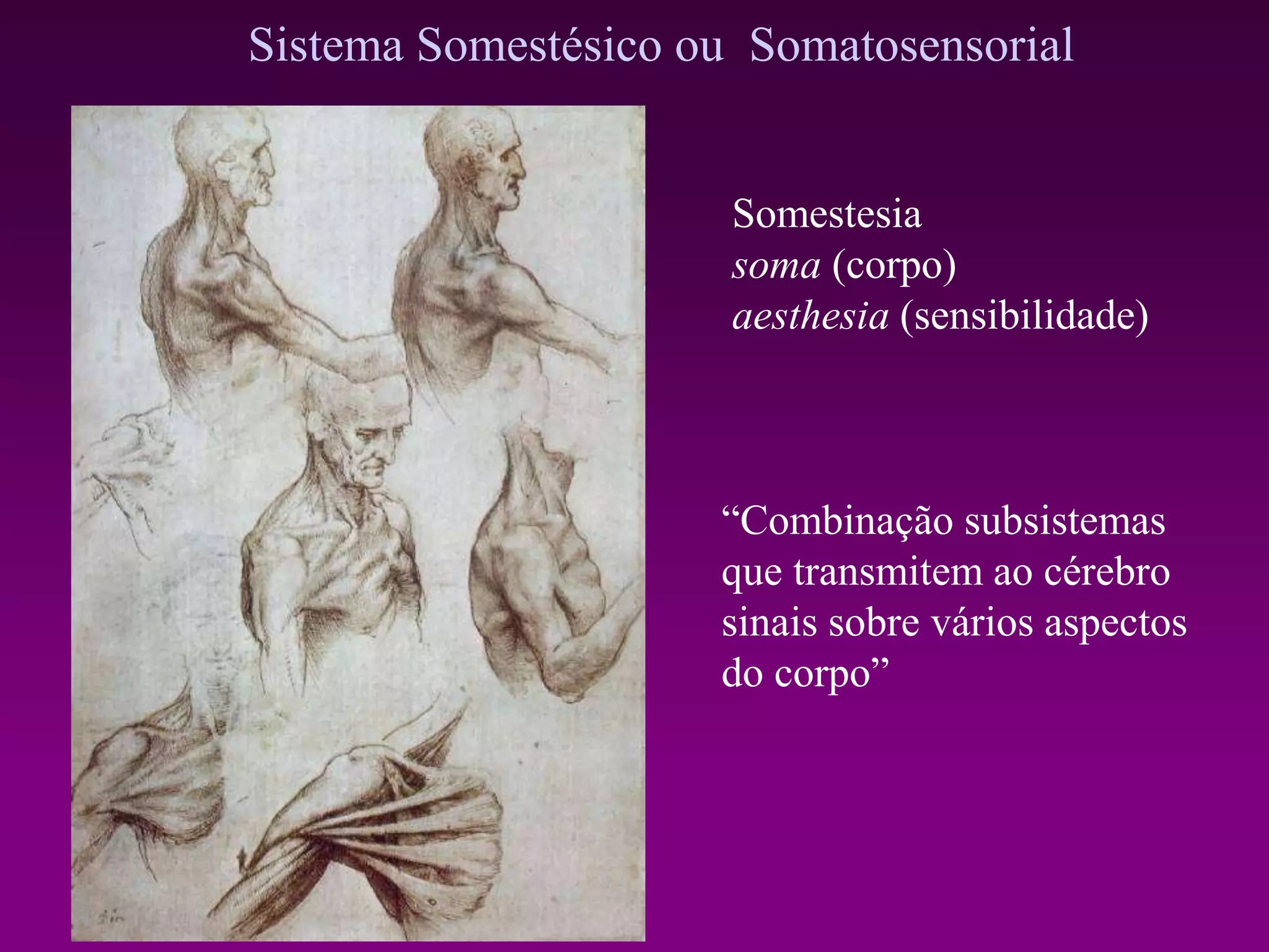 aula+somestesia.ppt