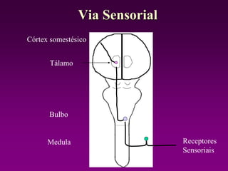 aula+somestesia.ppt