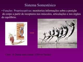 aula+somestesia.ppt