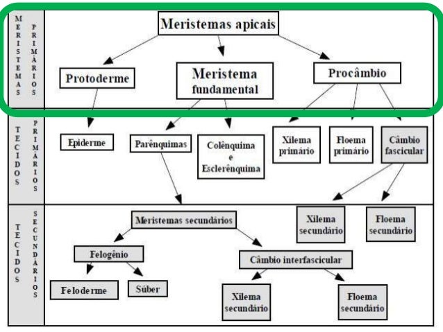 Aula tecidos vegetais