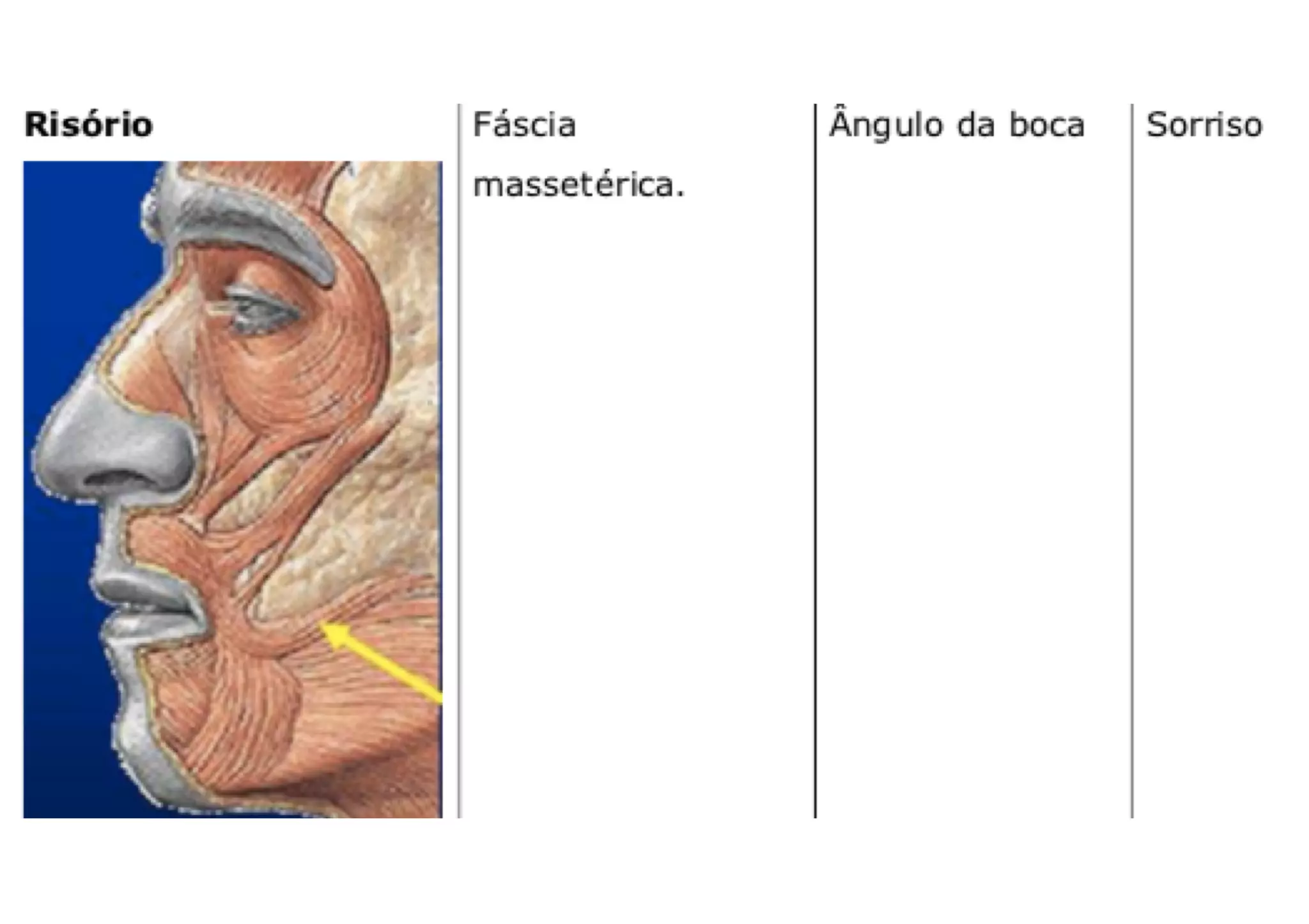 Aula teorica musculos da face parte 1 | PDF
