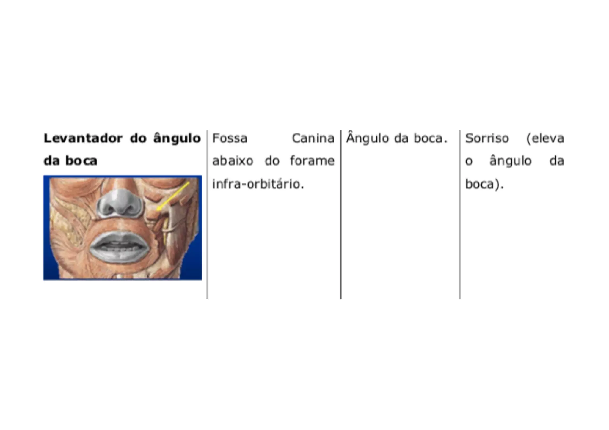 Aula teorica musculos da face parte 1 | PDF