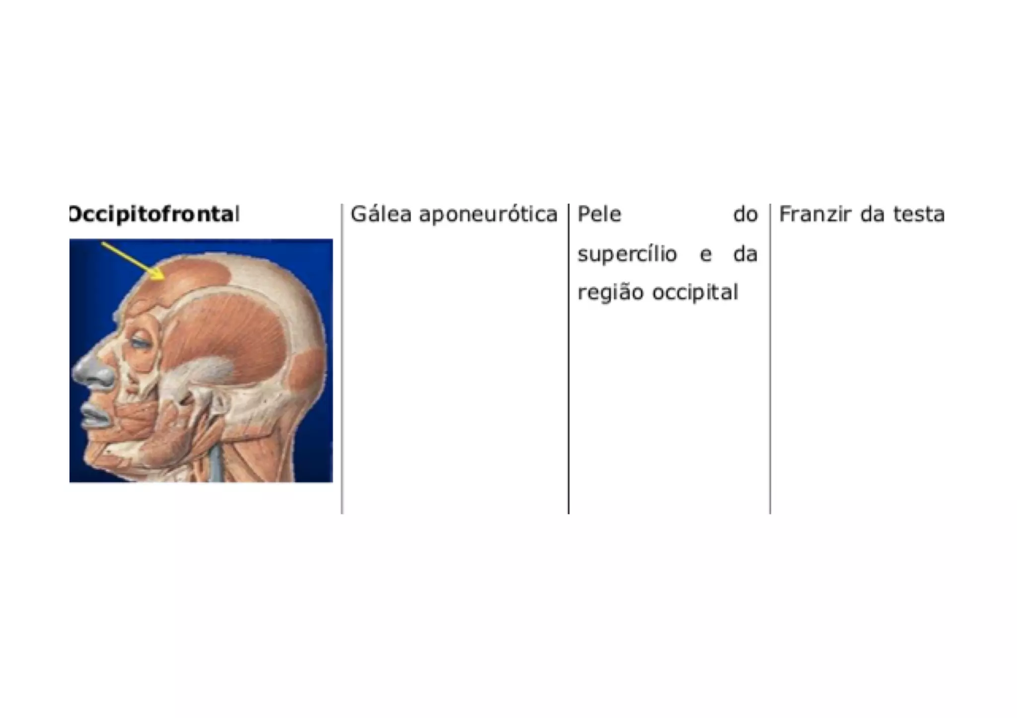 Aula teorica musculos da face parte 1 | PDF