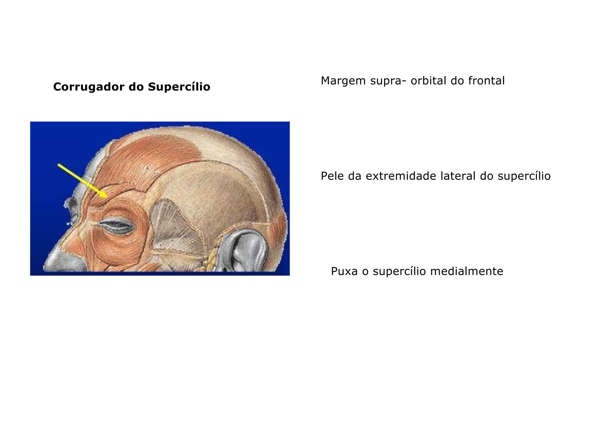 Aula teorica musculos da face parte 1 | PDF