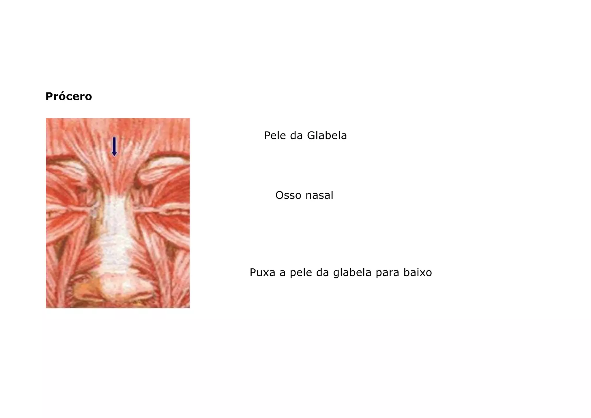 Aula teorica musculos da face parte 1 | PDF