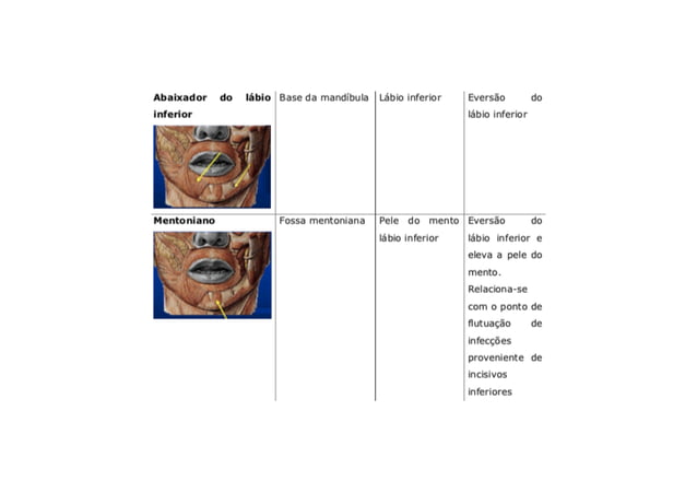 Aula teorica musculos da face parte 1 | PDF