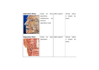 Aula teorica musculos da face parte 1 | PDF