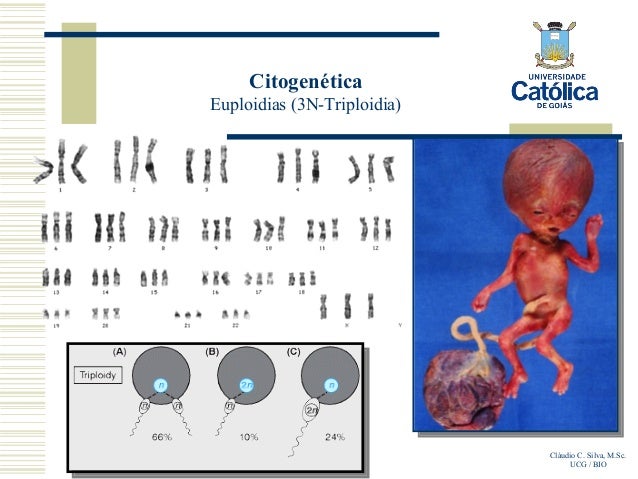 Slides da aula de Biologia (Marcelo) sobre Introdução à Citogenét…