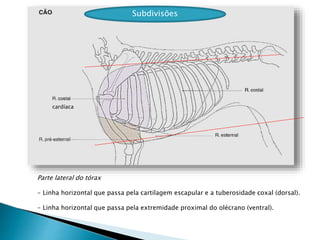 Aula torax | PPTX