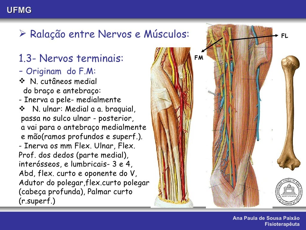 Inervação Do Membro Superior - RETOEDU