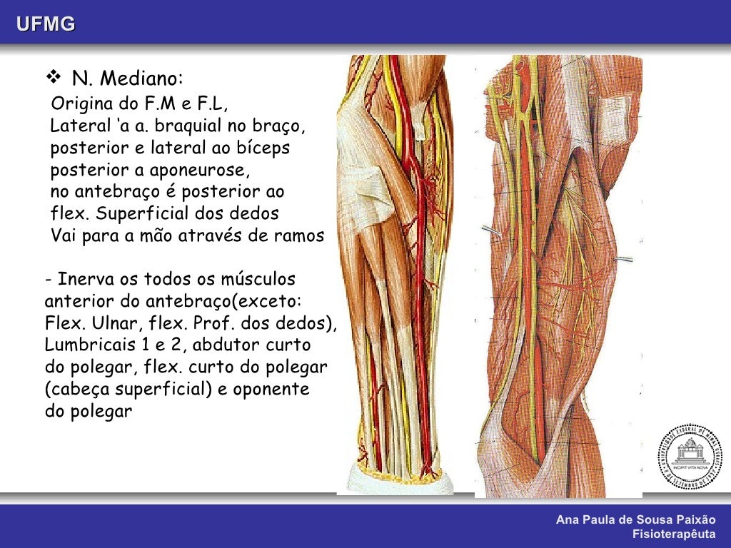 Aula v. inervação e vascularização do membro superior.ufmg apresentaç…