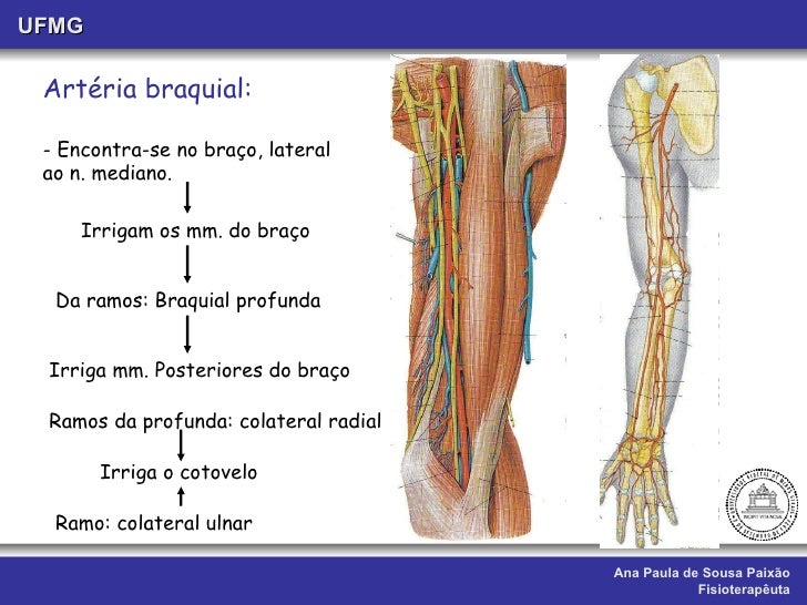 Aula v. inervação e vascularização do membro superior.ufmg apresentaç…
