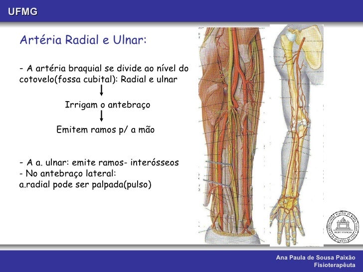 Aula v. inervação e vascularização do membro superior.ufmg apresentaç…
