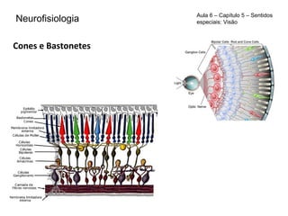 Neurofisiologia - sentidos especiais visão - Aula 6 capítulo 5 | PPT