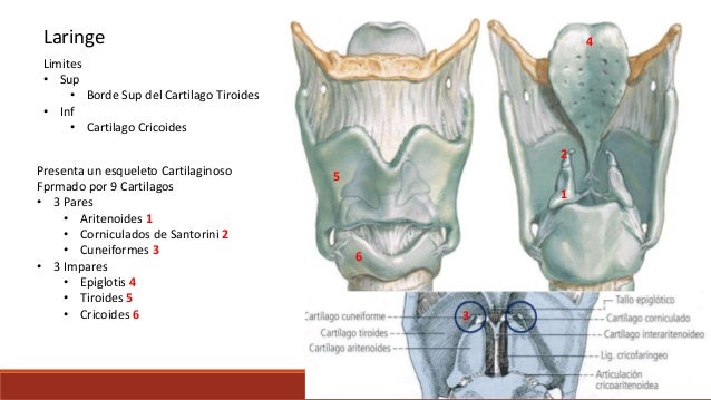 Esplacnología del cuello