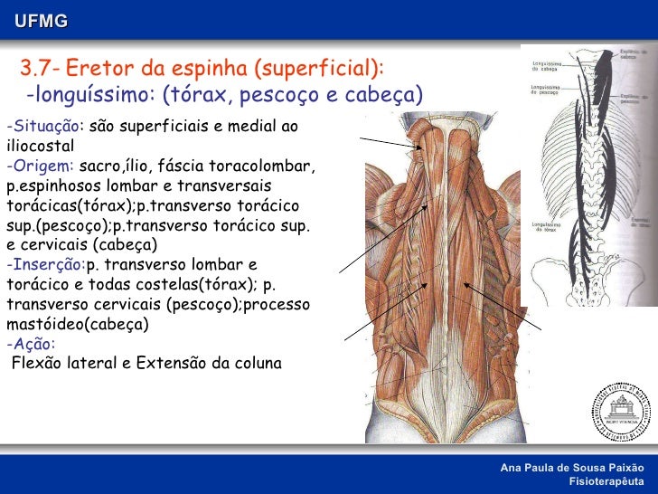 Aula viii. musculos do dorso