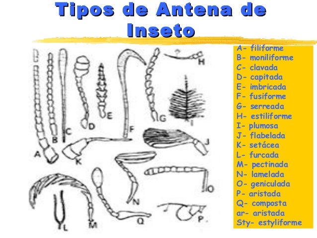 Aula 4 morfologia externa