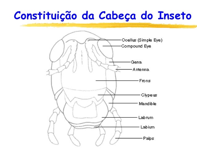 Aula 4 morfologia externa