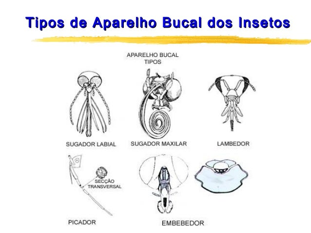 Aula 4 morfologia externa