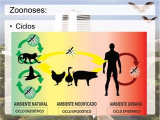 aulavirobasicazoonoses.pptx