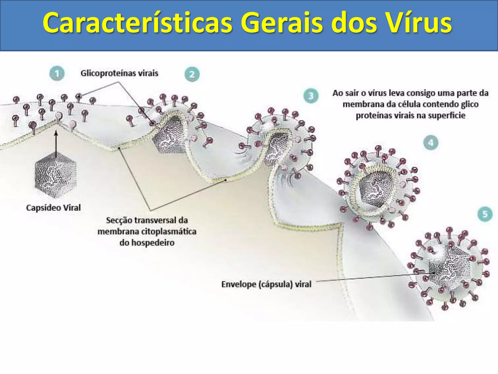 Aula virus e doenças viróticas | PPT