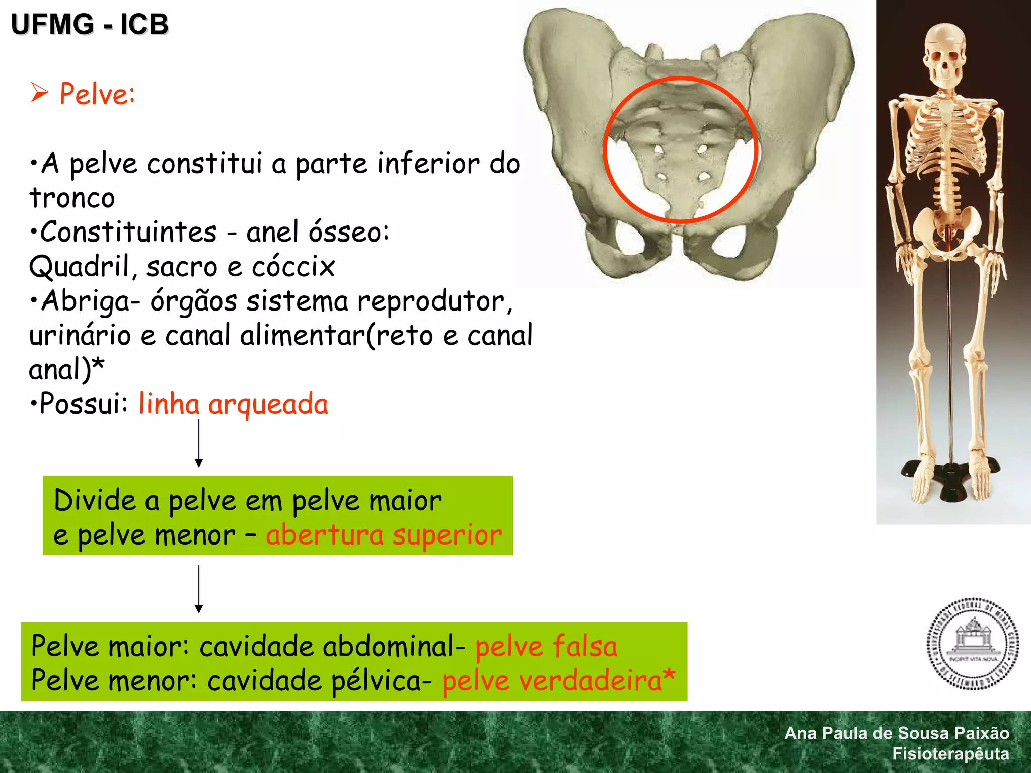 Aula x pelve e musculo do assoalho pelvico | PPT