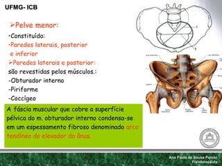 Aula x pelve e musculo do assoalho pelvico | PPT