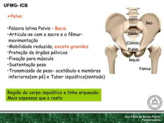 Aula x pelve e musculo do assoalho pelvico | PPT
