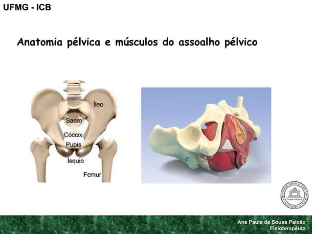 Aula x pelve e musculo do assoalho pelvico