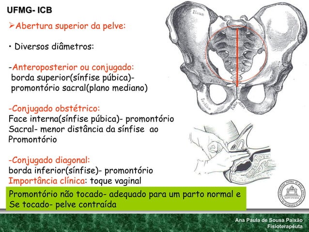 Aula x pelve e musculo do assoalho pelvico
