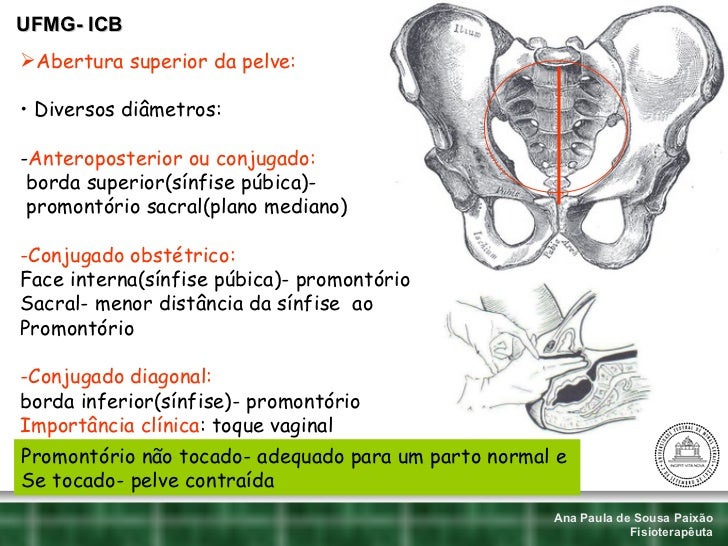 Aula x pelve e musculo do assoalho pelvico