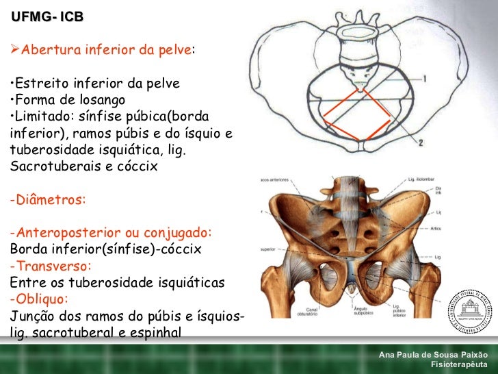 Aula x pelve e musculo do assoalho pelvico