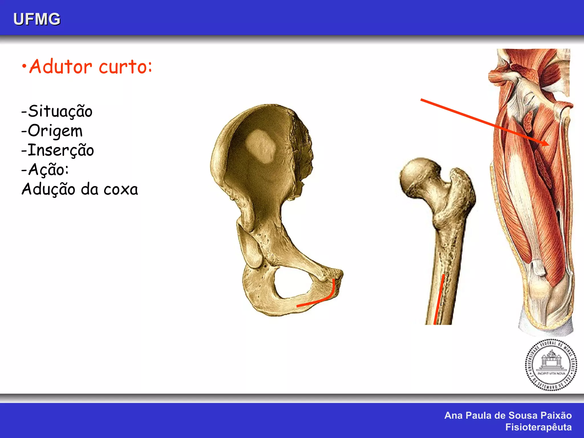 Aula xi. musculos da região glutea e coxa | PPT