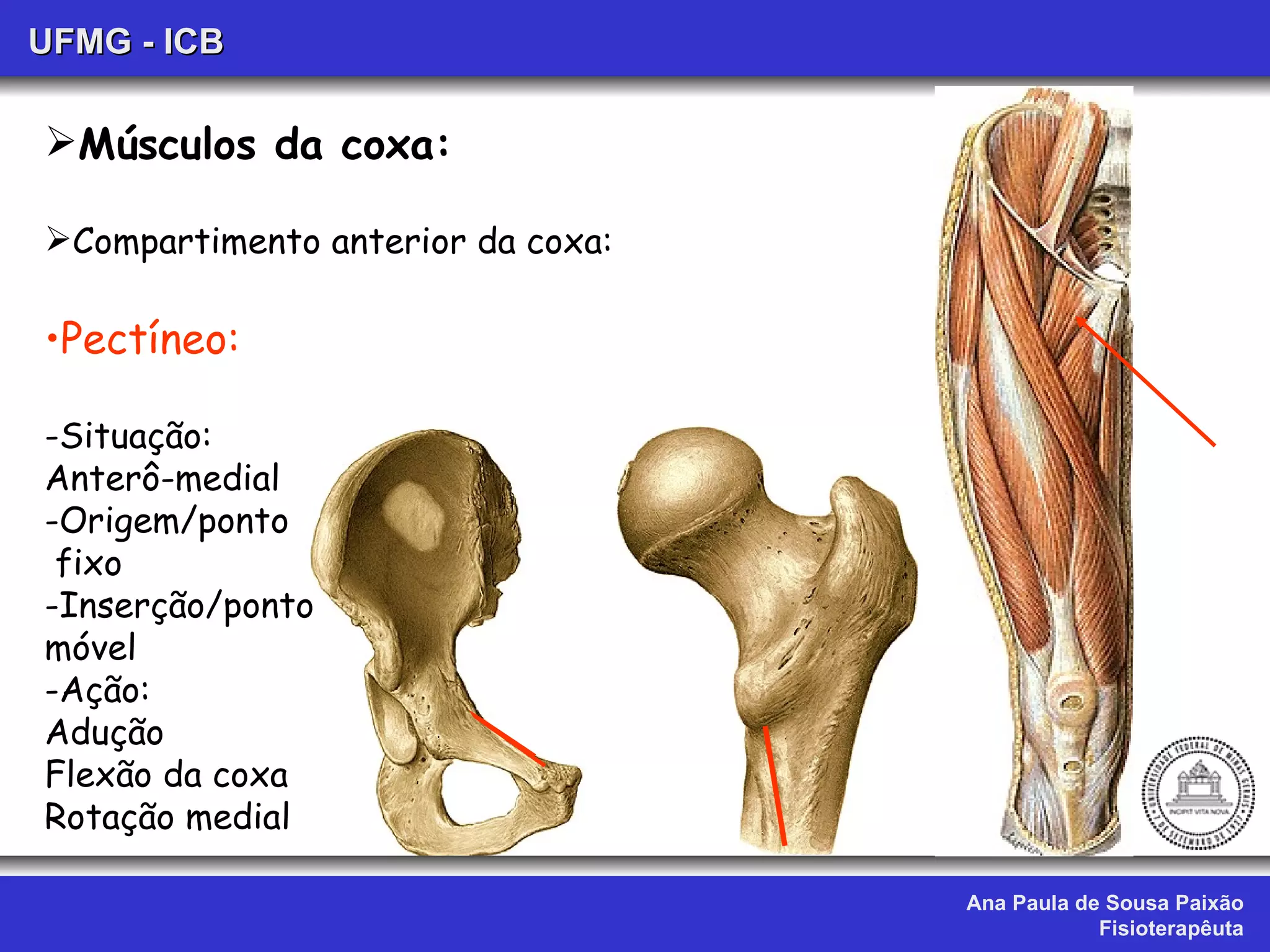 Aula xi. musculos da região glutea e coxa | PPT