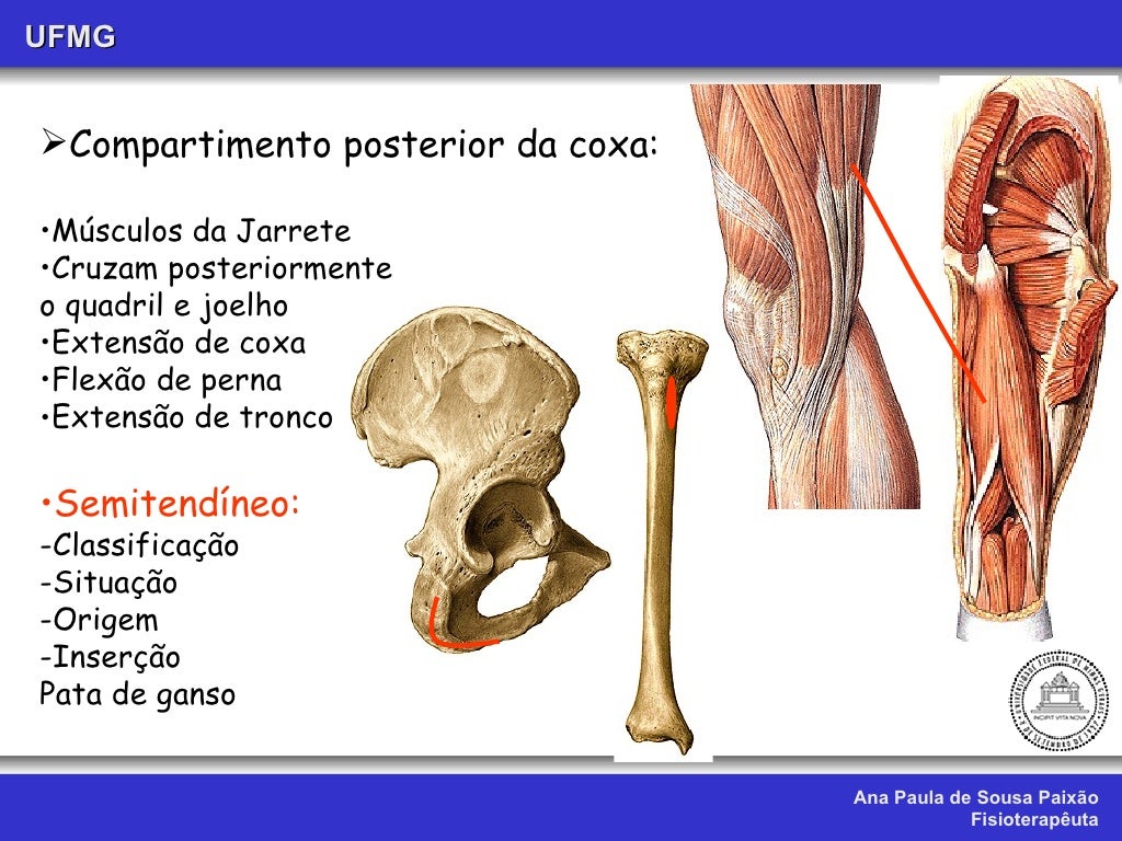 Musculos Coxa