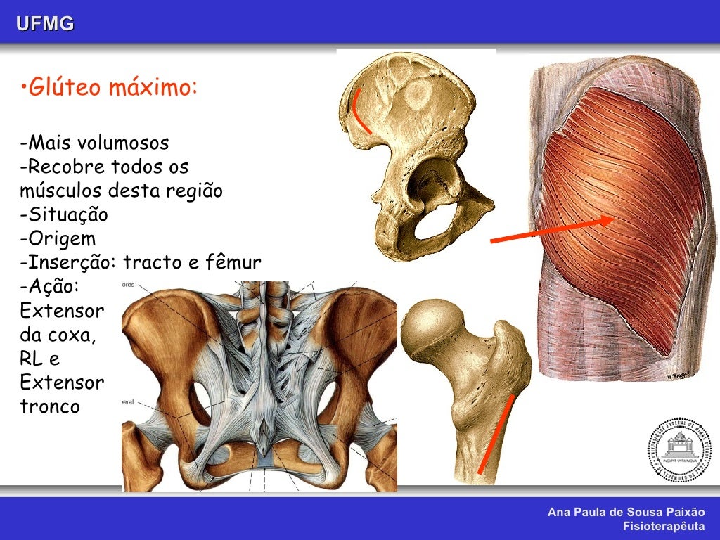 Músculos Da Região Glútea | Região Glútea: Anatomia [+vídeo] – ODVWG