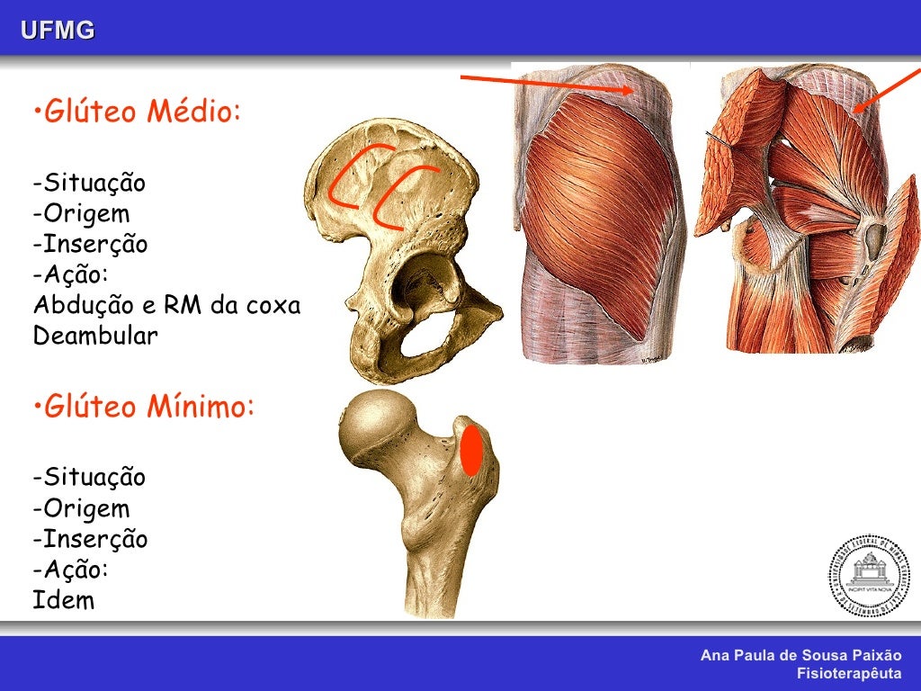 Gluteo Maximo Origem E Inserção - RETOEDU